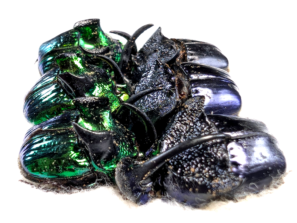 Phanaeus demon quadridens Set x6| Mexico | A1/A1- | long horn | eBay