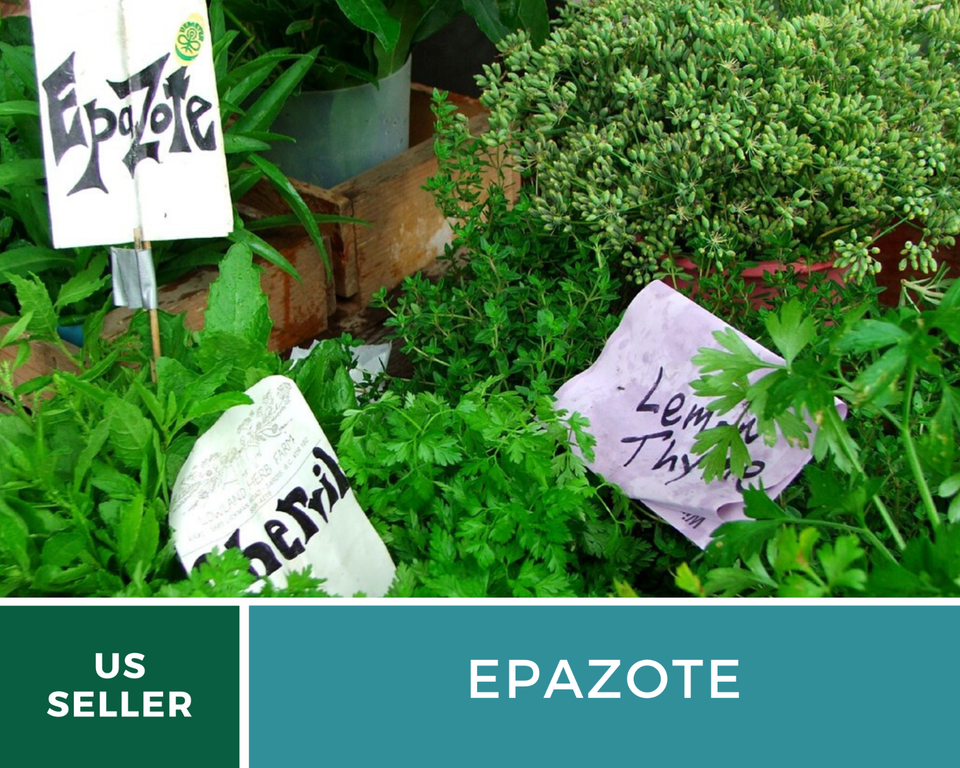 Epazote Seeds, Heirloom Mexican Tea Herb, Culinary and Medicinal, USA ...
