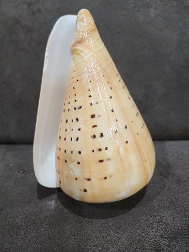 Beech Cone Shell conus betulinus Natural Seashell 130mm Coastal Beach ...