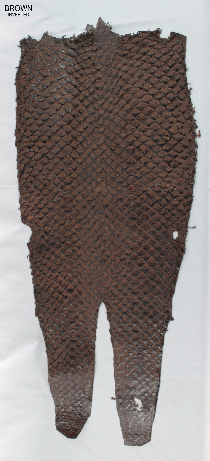 Pirarucu skin, Arapaima skin (INVERTED SCALES) 12 colors available see ...