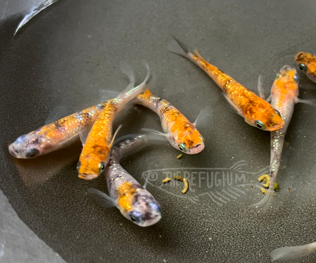 Sanshoku lamé tricolor glitter medaka group of 6 japanese ricefish | eBay