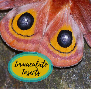 Immaculate Insects | eBay Stores