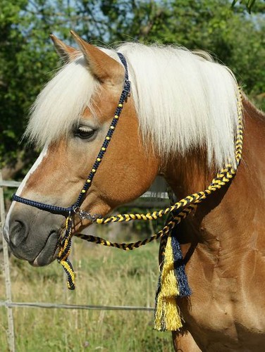 Western Braid Biteless Haflinger in Night Blue/Yellow with Pony Beads ...