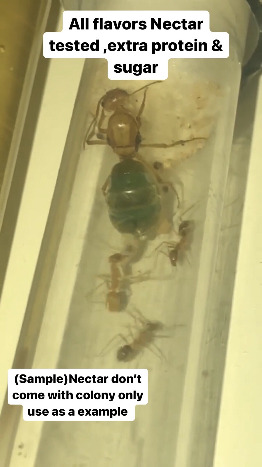 Ant food protein - Ant Food - Queen Ant - 5 Nectar 30ML | eBay