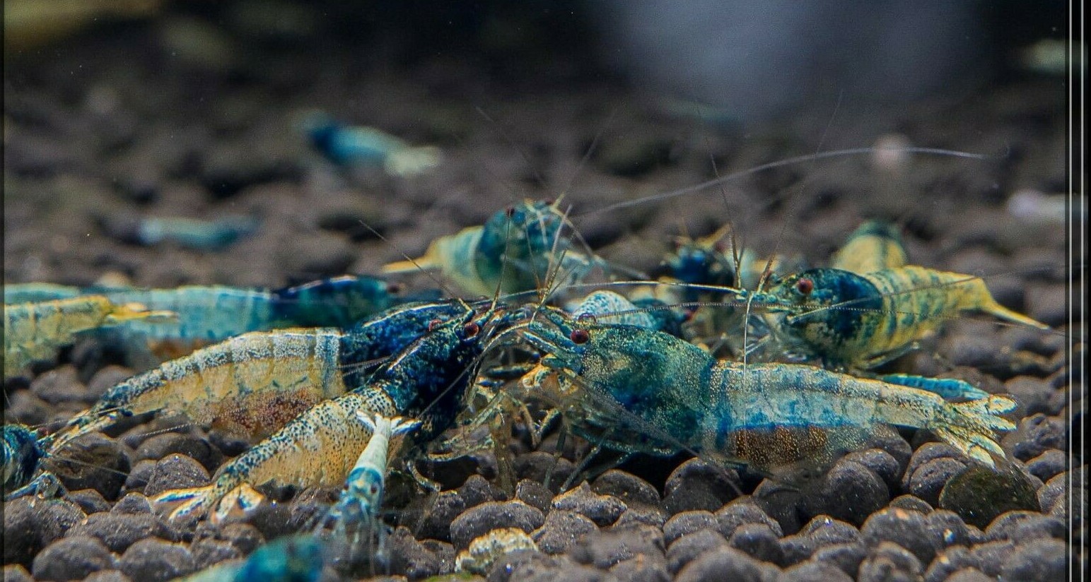10+1 Blue Steel Shrimp (Mixed Grade S-SSS) - Live Guarantee - USA Stock ...