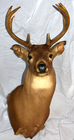 8-Point Whitetail Deer Real Wild Fighting Stag in Rut Shoulder Mount | eBay
