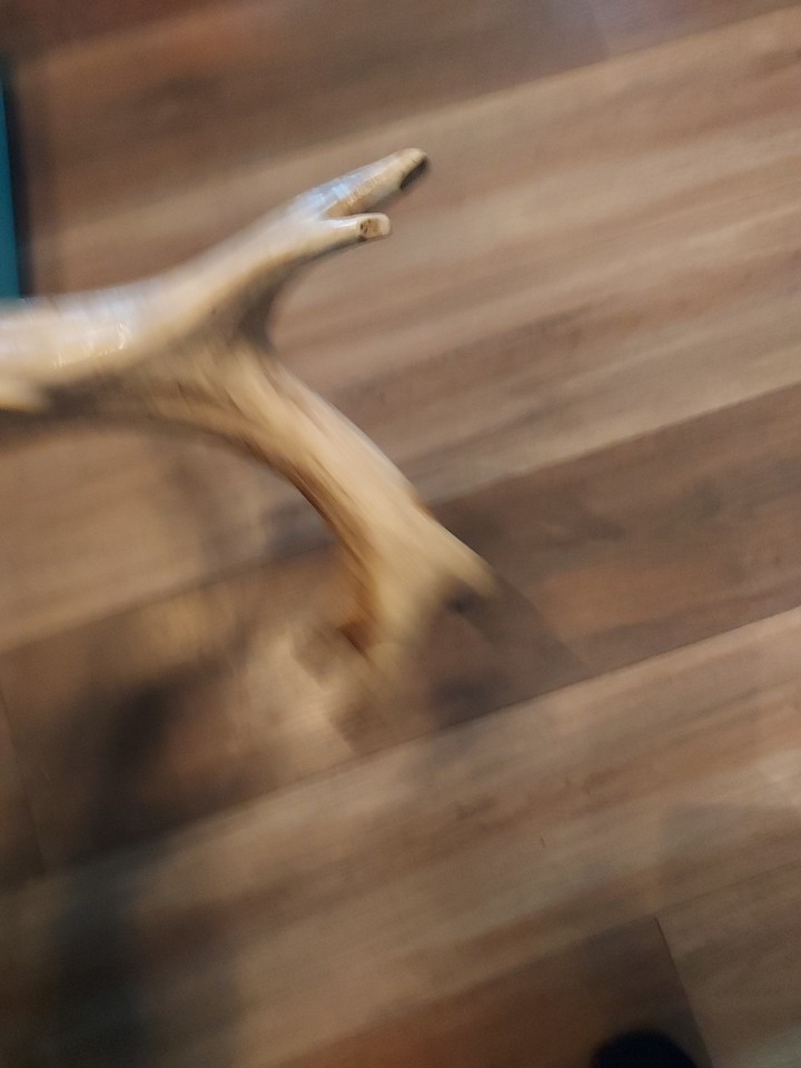 Massive Whitetail Deer Shed Antler Taxidermy Mount Cabin Decor Lamp 15 ...