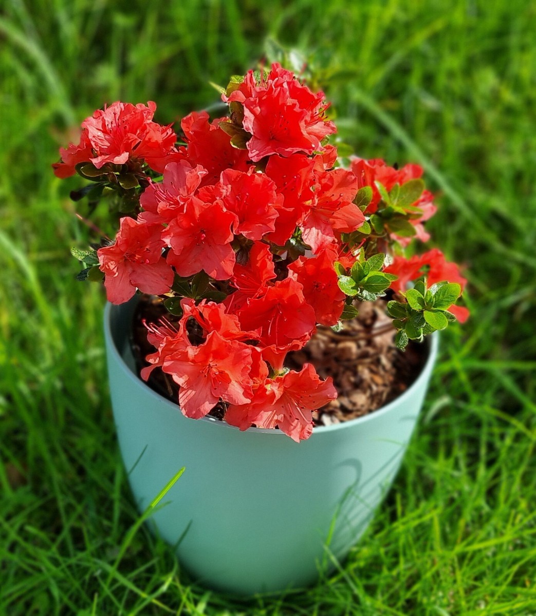 Dwarf Evergreen Flowering Shrubs Go Gardening Helping New Zealand
