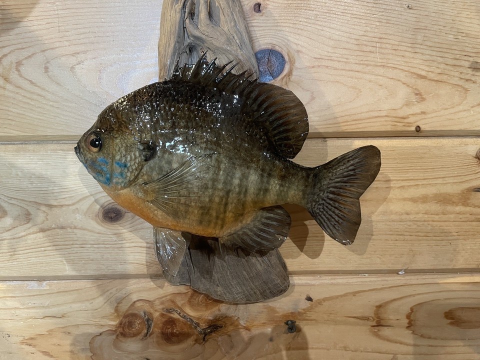 New Real Skin Sunfish Fish Taxidermy Wall Mount On Driftwood Beautiful ...