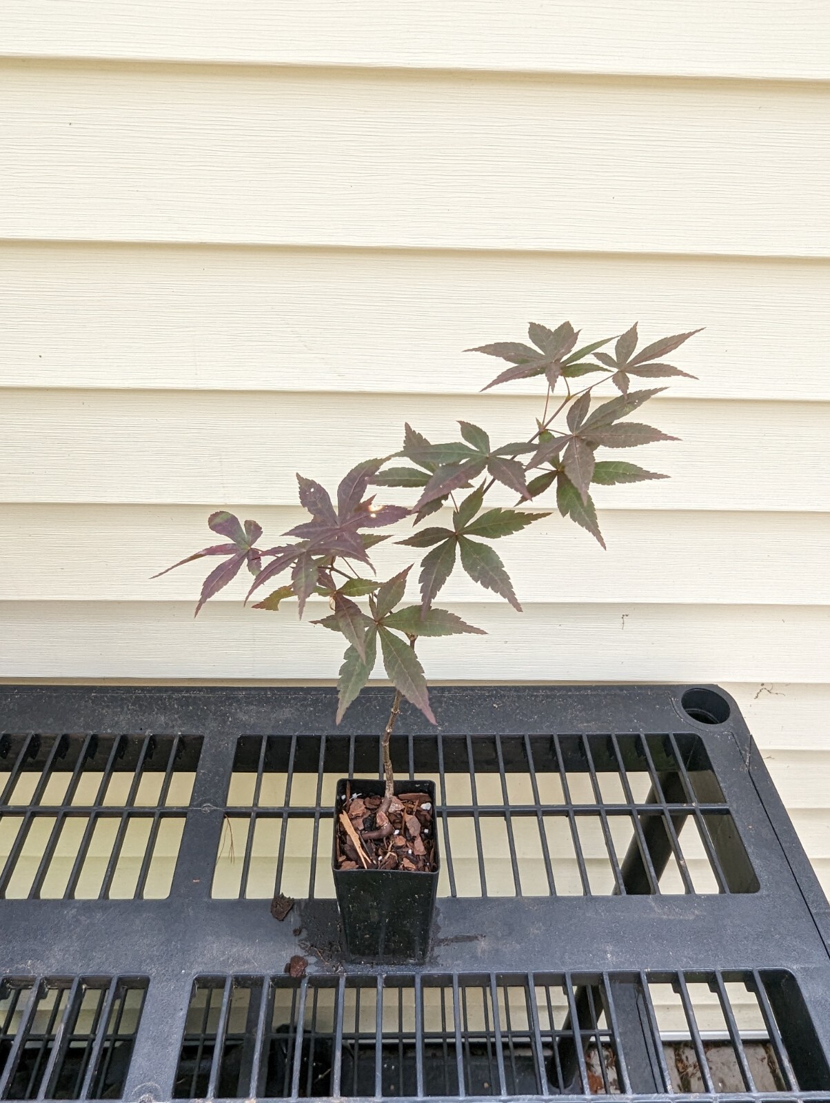 Red Leaf Japanese Maple Seedling - Acer palmatum var. atropurpureum | eBay