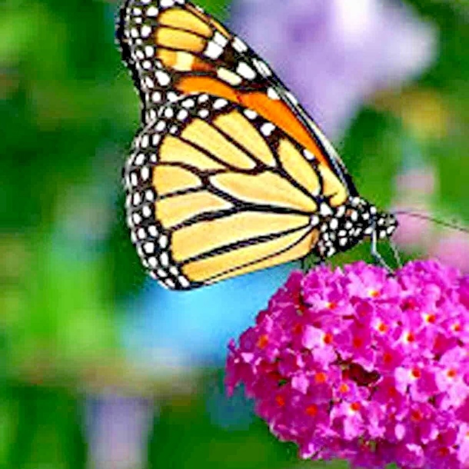 3000+ POLLINATOR WILDFLOWER SEEDS 🌼 SPRING MIX BEE HUMMINGBIRD • FREE ...