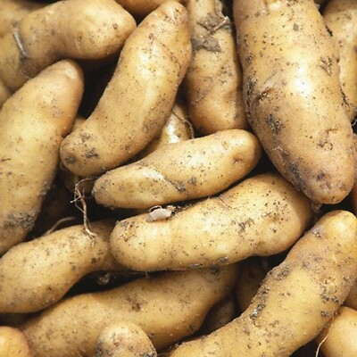 La Ratte Heritage Seed Potatoes Ready to Chit & Plant Now - Genuine ...