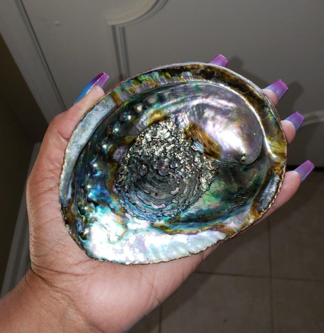Large Abalone Shell Natural Paua Rainbow LG Sea Green Blue Shell Beach ...