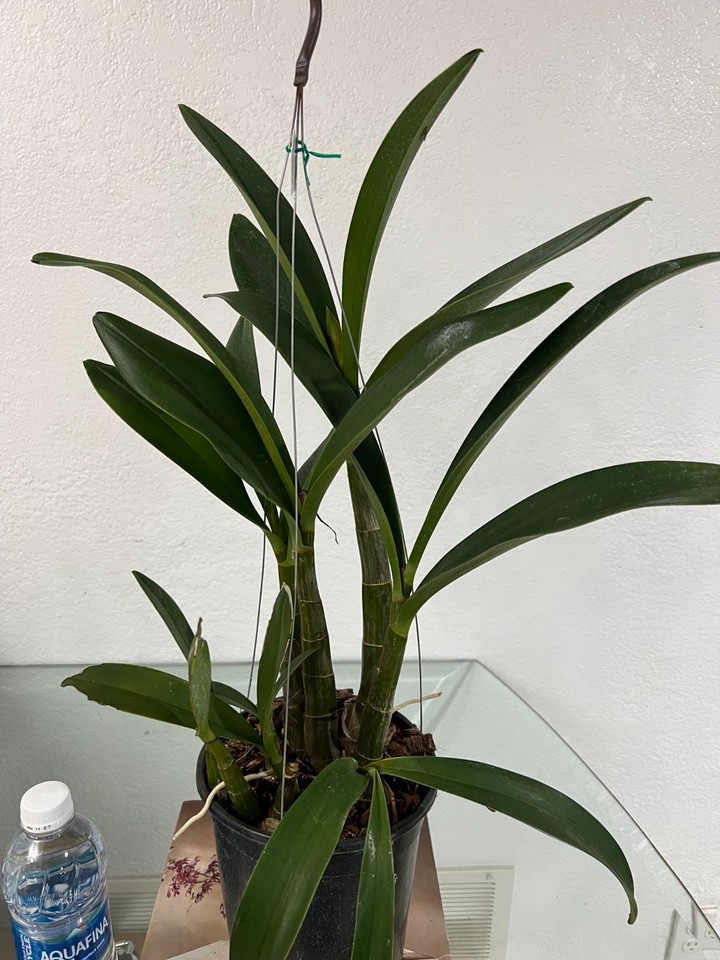 Australia Dendrobium ~ 10 Canes ~ Super Fragrant ~ ONLY ONE AVAILABLE ...