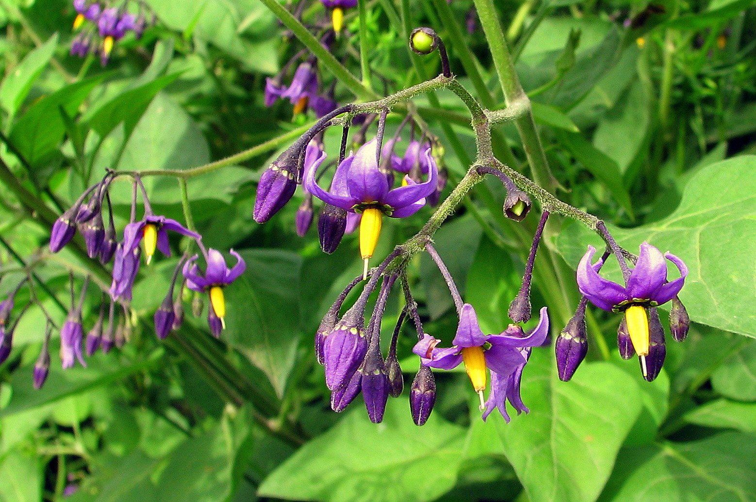 TreesAgain Potted Climbing Nightshade Vine - Solanum Dulcamara - 12 to ...