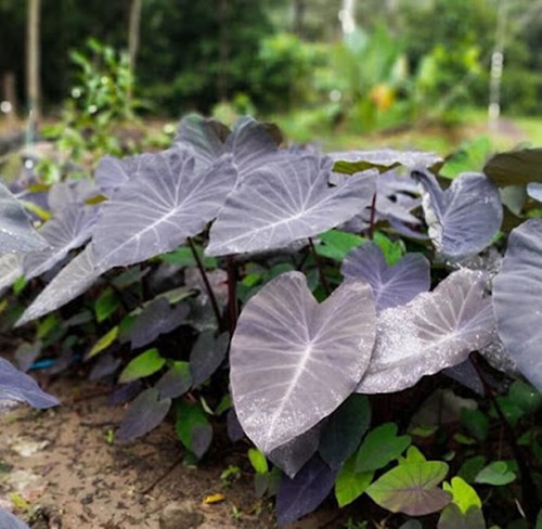 1 bulb Caladium Bicolor Black Black Magic Ancient Thai | eBay