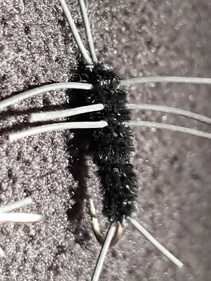 FLY FISHING FLIES WEIGHTED STONE BLACK UGLY BUG FLY WIRED SIZE 10 ...