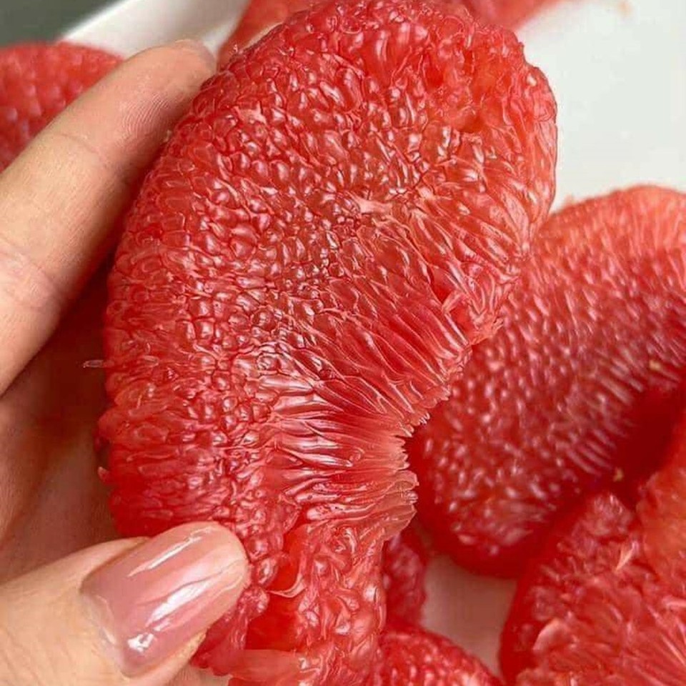 Red Pomelo (Round Fruit) Grafted Plant Fruit Tree Tropical Unique ...