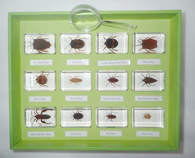 12 BUG Insect Collection Box Set 12 clear blocks Real Specime Teaching ...