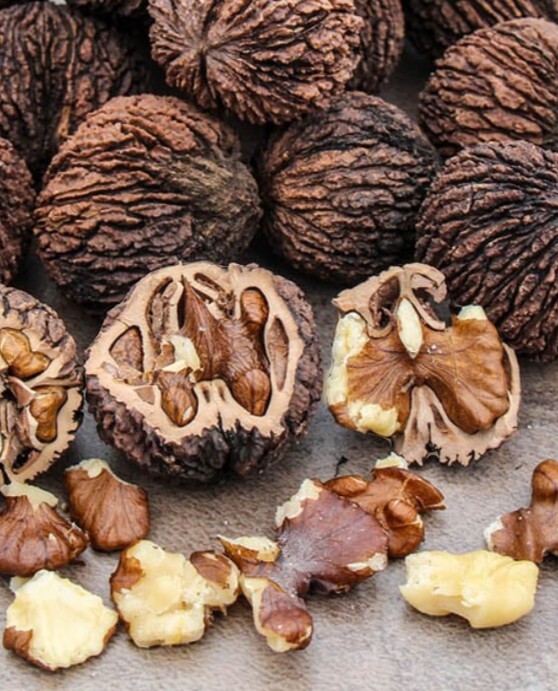 Natural Black Walnut Juglans Nigra *Rescue*Seedling BareRoot Under 10 ...