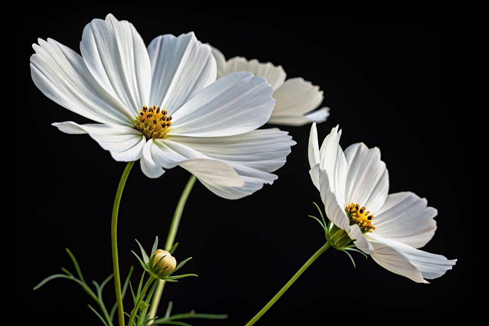 350 PURITY WHITE COSMOS Cosmos Bipinnatus Flower Seeds | eBay