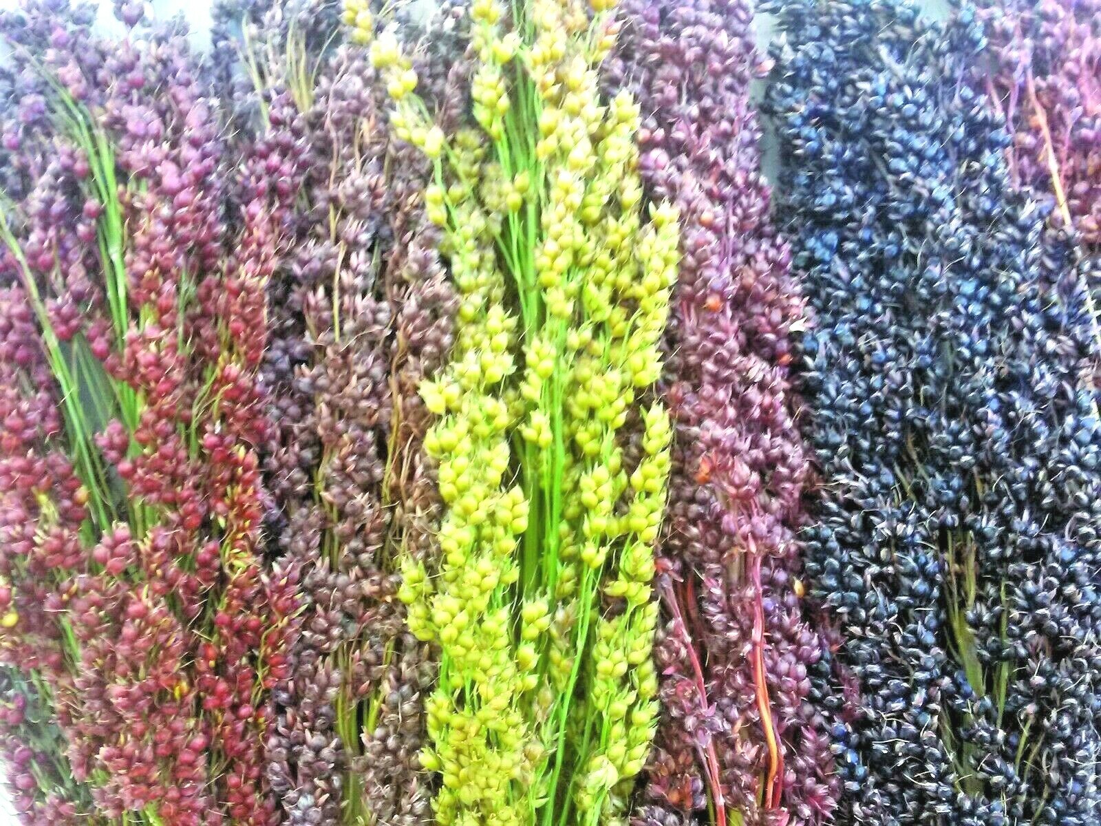 100+BROOM CORN Seeds Heirloom Sorghum Vegetable Grain Multi Color ...