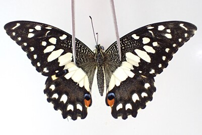 PA12608. Insects, butterflies: Papilio sp. Vietnam. Nghe An | eBay