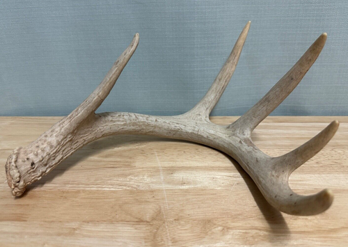 Whitetail Deer Antler Shed 5-point Thick Base & Main Beam 1Lb 1oz | eBay