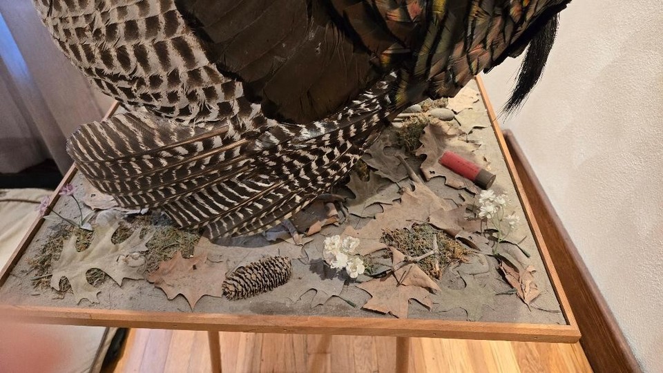 Eastern Turkey Full Strut Taxidermy Bird Mount *Fantastic* | eBay