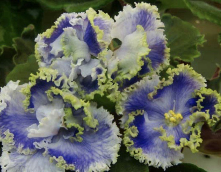 African Violet Kei - Yoki Starter Std | eBay