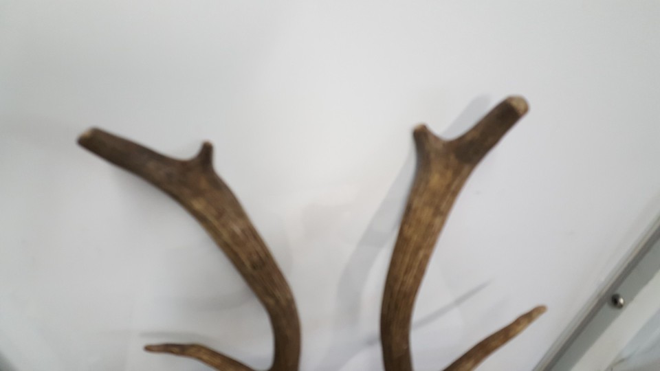 Nice craft 4x4 COLORADO ELK ANTLERS whitetail rack mule sheds deer ...