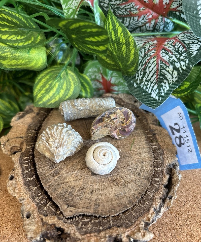 Mixed Moroccan Fossils Lot – Ammonite, Shark & Mosasaur tooth etc (C ...