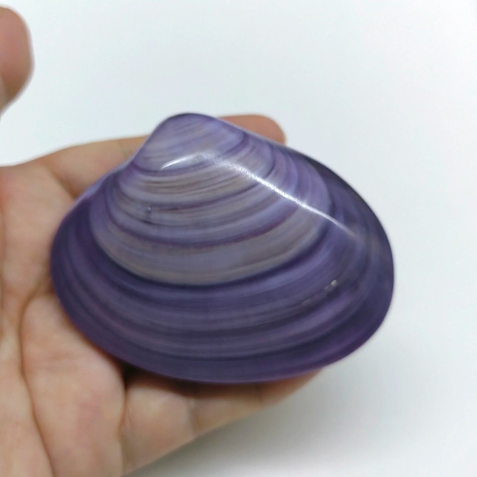 Large Purple Clam Natural Seashell Rare Real Beach Aquarium Home Deco 3 ...
