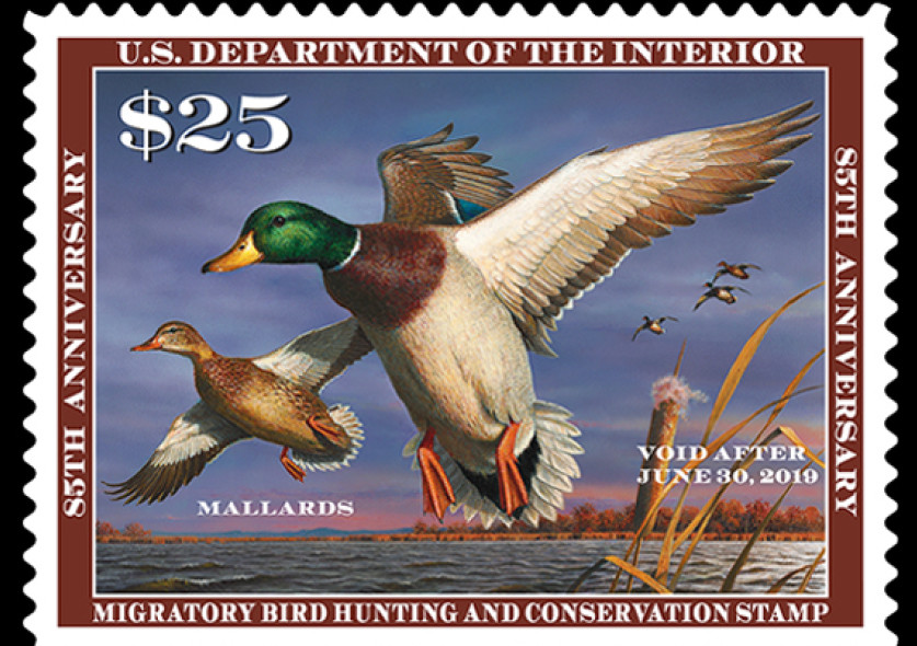 COLOR PRINTED USA FEDERAL DUCK 1934-2020 STAMP ALBUM PAGES (46 illustr ...