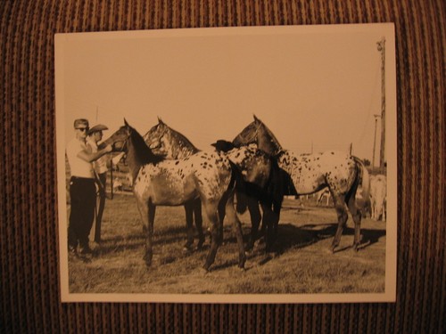 Ty Farms Appaloosa "Ro-Ann" "Shabbano" & "Tyner's Jewel" Original Horse ...