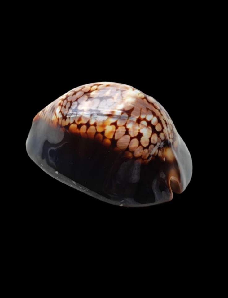 SHELL CONCHIGLIA CYPRAEA MAURITIA MAURITIANA albiflora mm.69+ RANGIROA ...