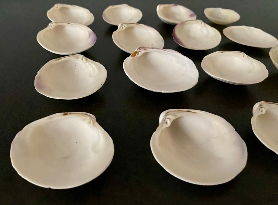 Lot of 16 Quahog Clam Shells Natural From Anna Maria Island FL | eBay