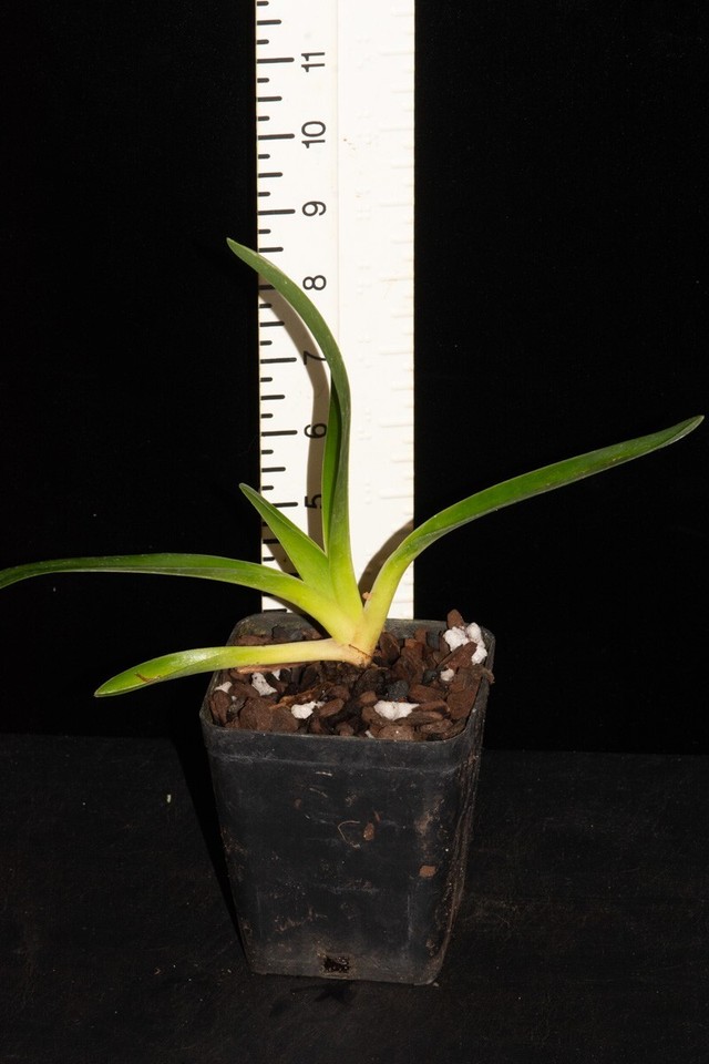 Paphiopedilum Toni Semple #3 (haynaldianum alba x lowii alba AM/AOS) | eBay