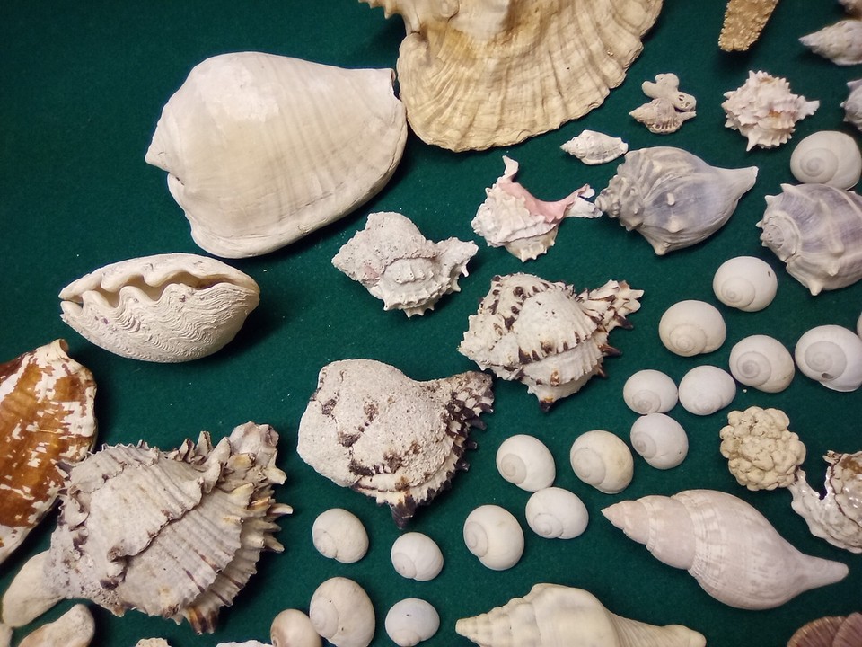 Large colection of unique, rare sea shells | eBay