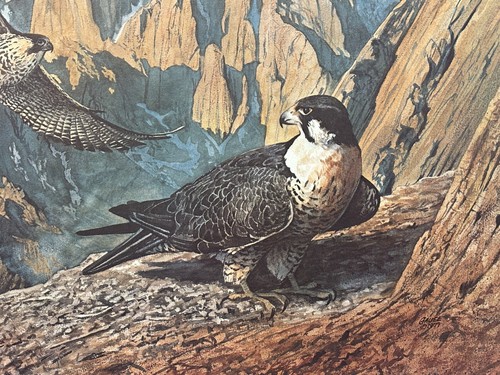 Charles Gause "Falcon's Flight" Signed /#'d Limited Edition FULL Sized ...
