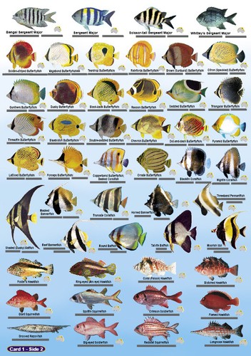 Fish Identification Cards - AUSTRALIA AND GREAT BARRIER REEF | eBay ...