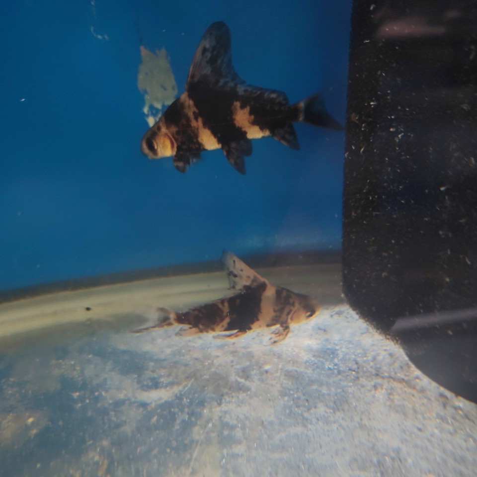 Live Chinese High Fin Banded-Shark – 2.0-3.– Rare Freshwater Aquarium ...