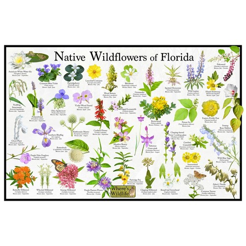Native Wildflowers of Florida Flower Identification Poster / Flower ID ...