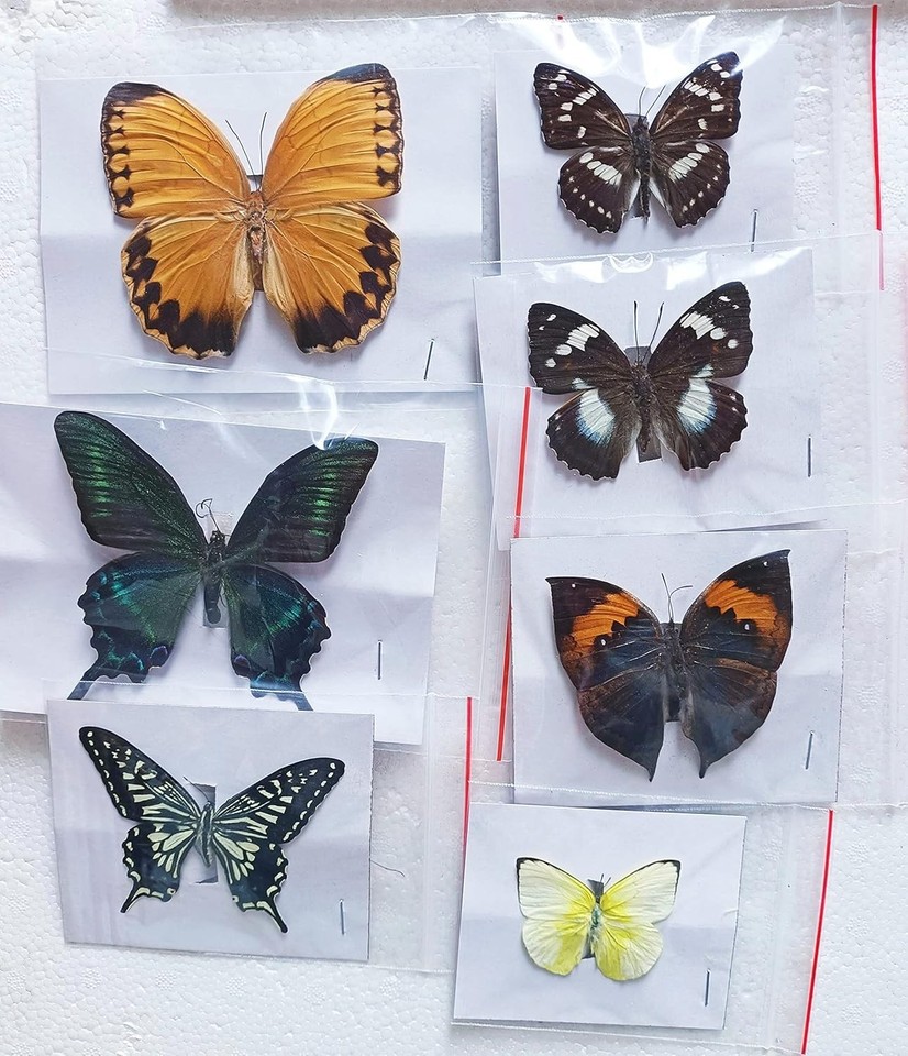 15 Pcs of Real Dried Dead Butterflies with Spread Wings Shaped, Natural ...