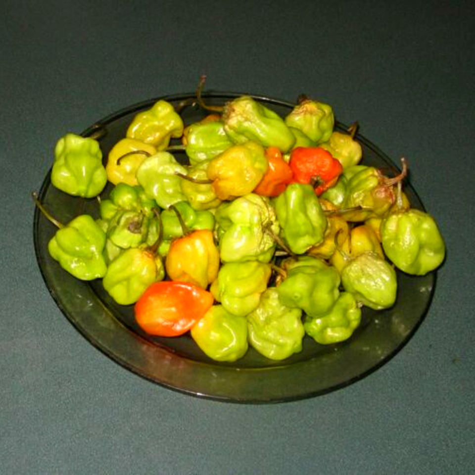 Scotch Bonnet Pepper Super Hot Spicy Nai Miris Endemic Dried Fresh ...