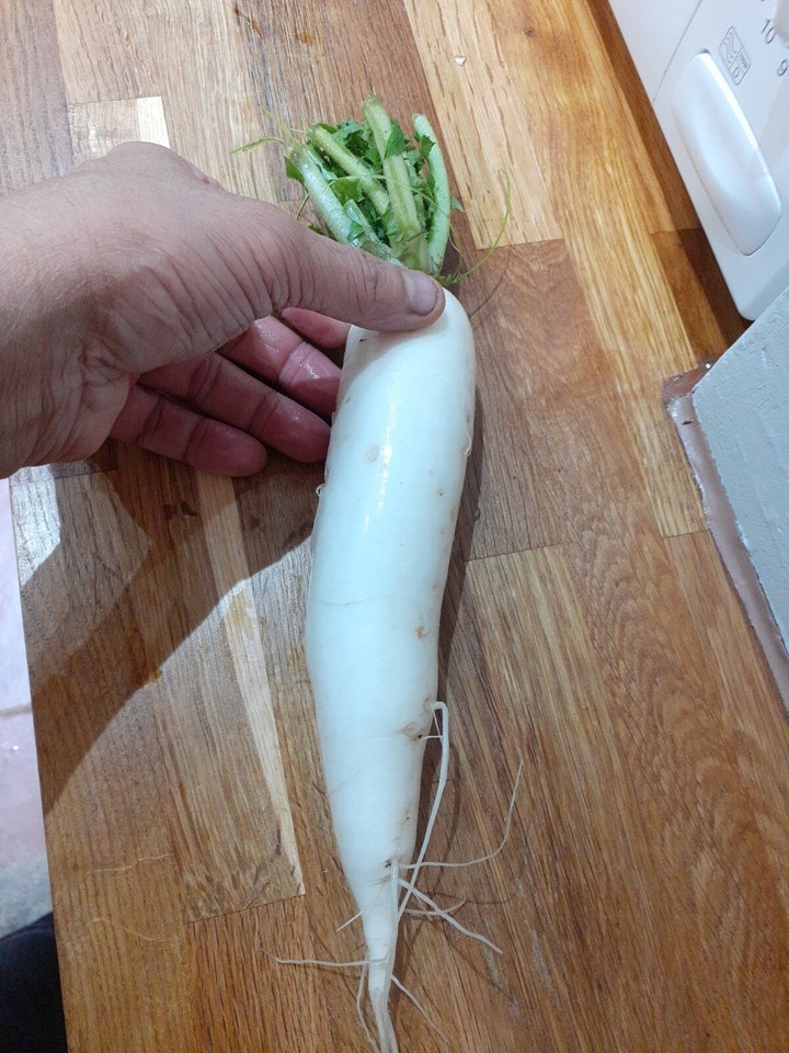 Radish "Jarola" - Mooli Daikon Long Bangladeshi Mula Vegetable Seeds ...