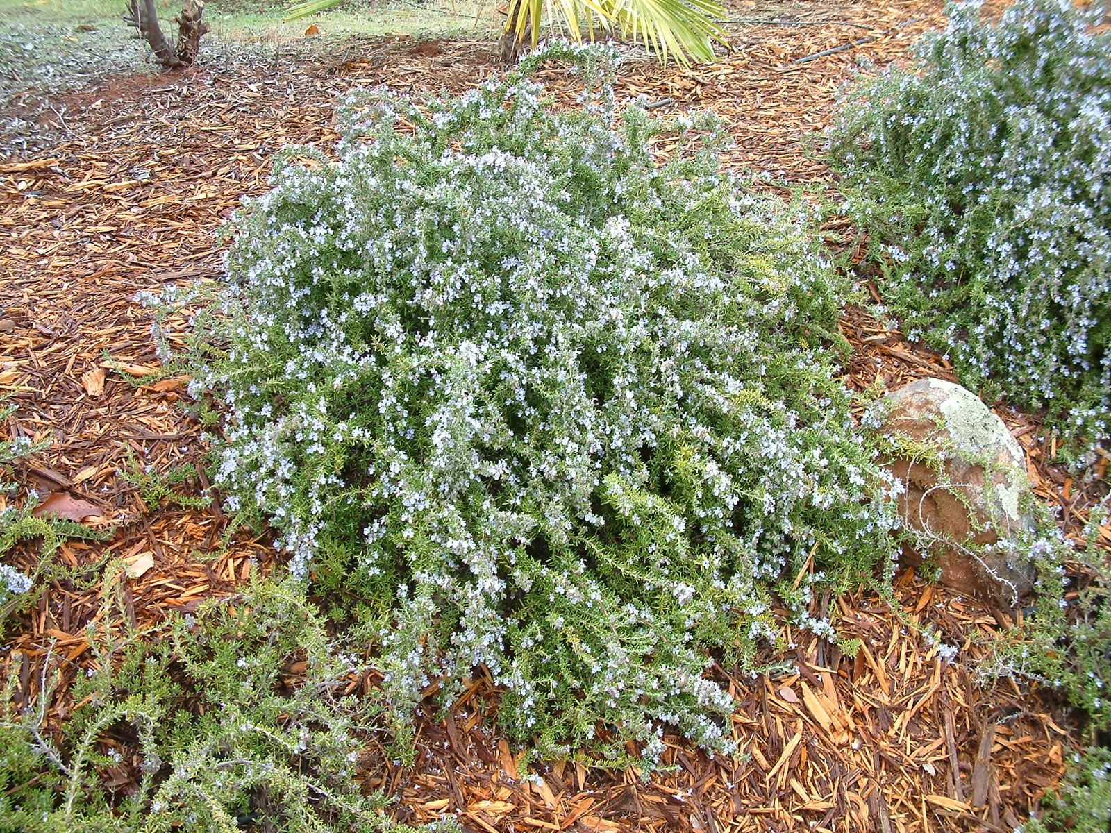 Creeping Rosemary Prostratus Live Plant Beautiful Trailing Culinary