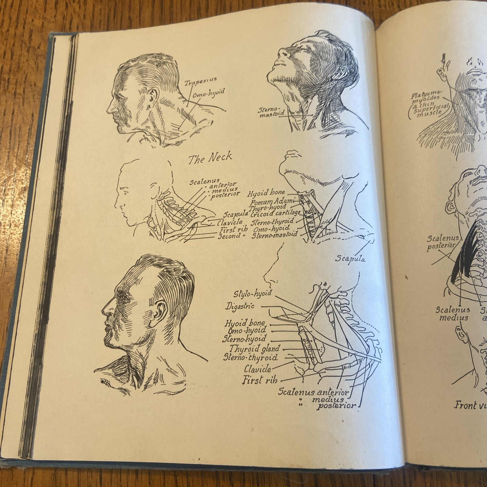 Anatomy and Drawing Victor Perard 1946 9th Edition Vintage | eBay