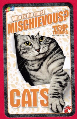 PERSIAN, WHO'S THE MOST MISCHIEVOUS? - CATS, | Grelly UK