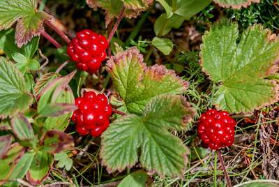 10 ARCTIC RASPBERRY Nagoonberry Rubus Arcticus Red Berry Fruit Bramble ...